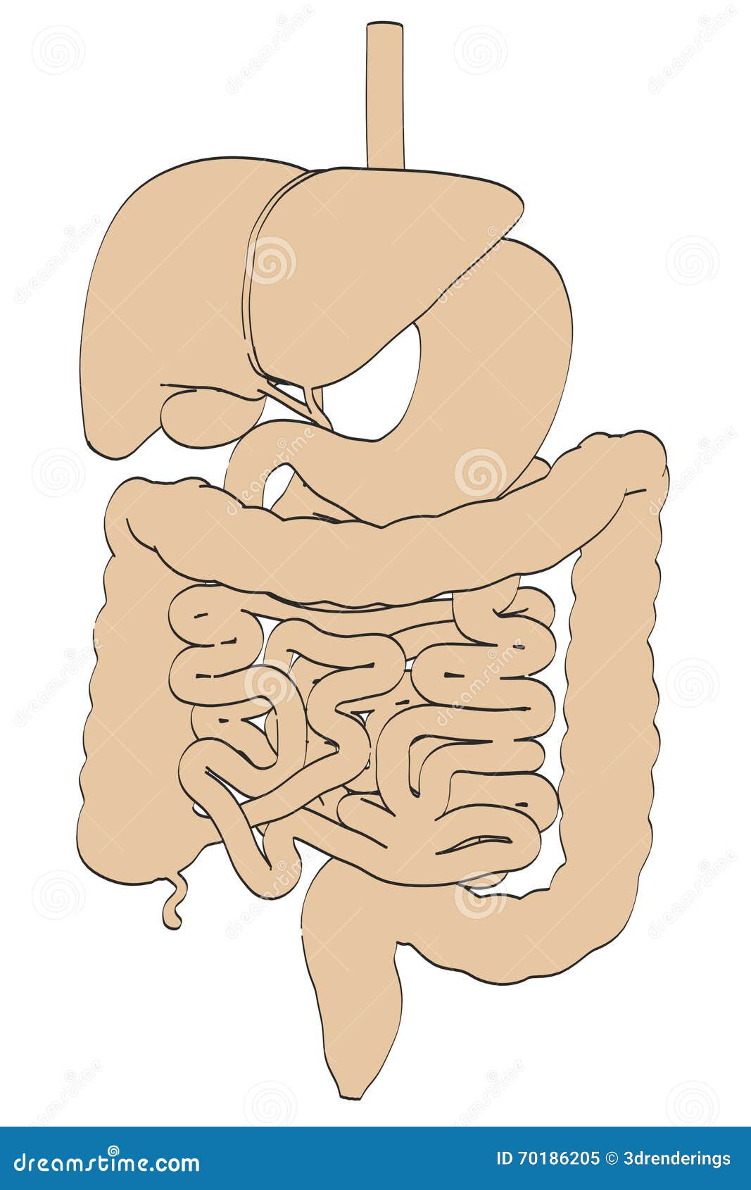 Digestive system stock illustration. Illustration of realistic - 70186205