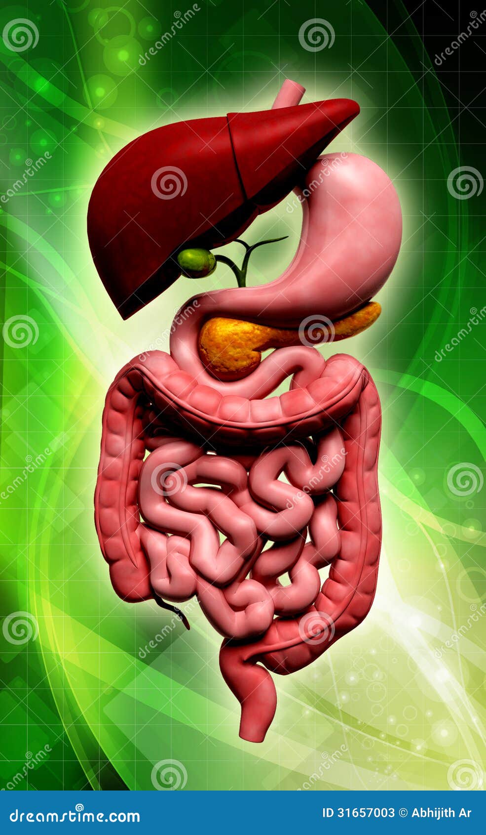 Digestive system stock illustration. Illustration of abdominal - 31657003