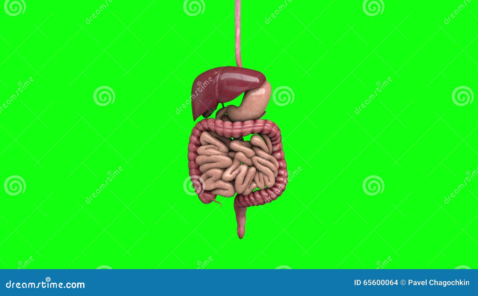 Human Intestines Stock Footage & Videos - 264 Stock Videos