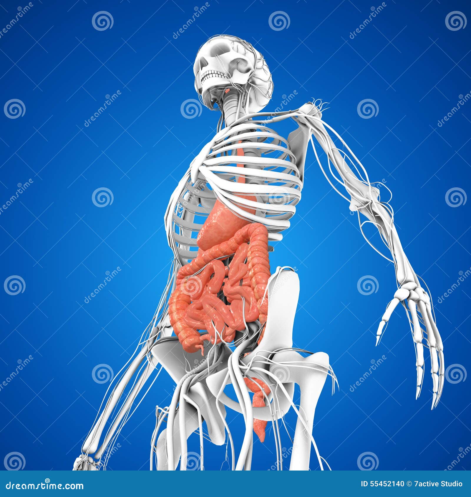Digestive system stock illustration. Illustration of rectum - 55452140