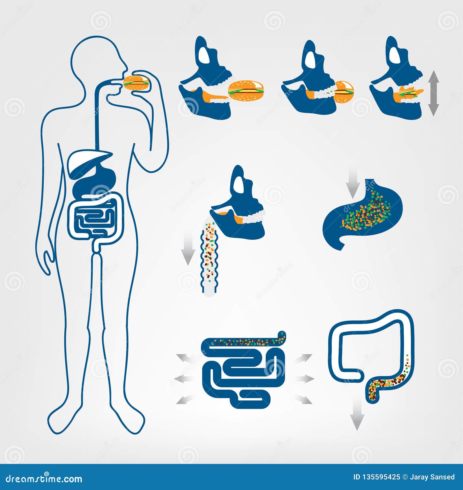 The Digestive System of Humans Stock Vector - Illustration of cartoon ...