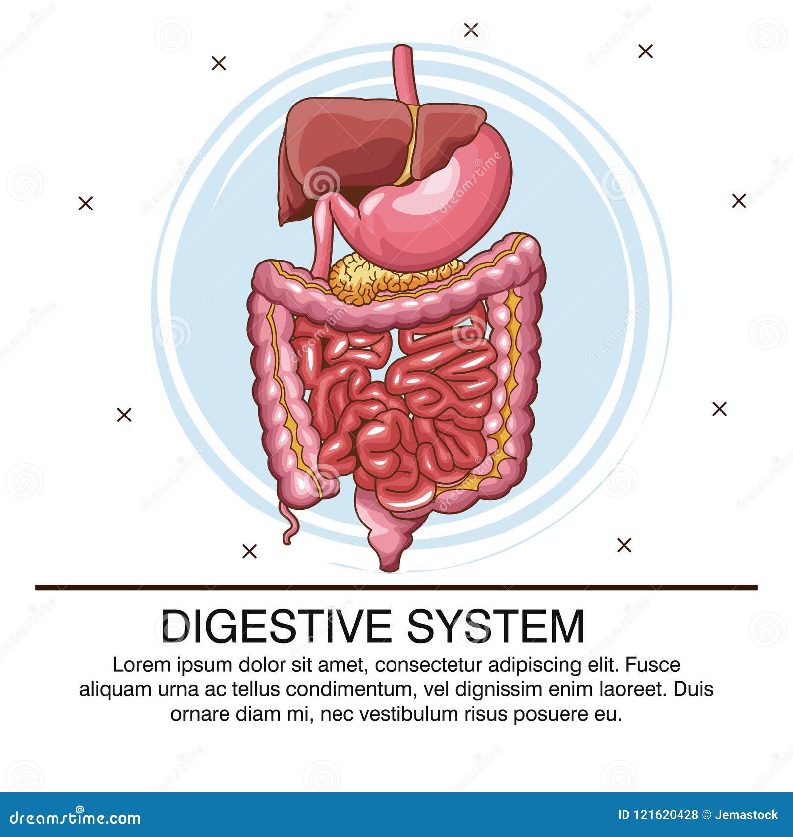 Digestive system poster stock vector. Illustration of anatomy - 121620428