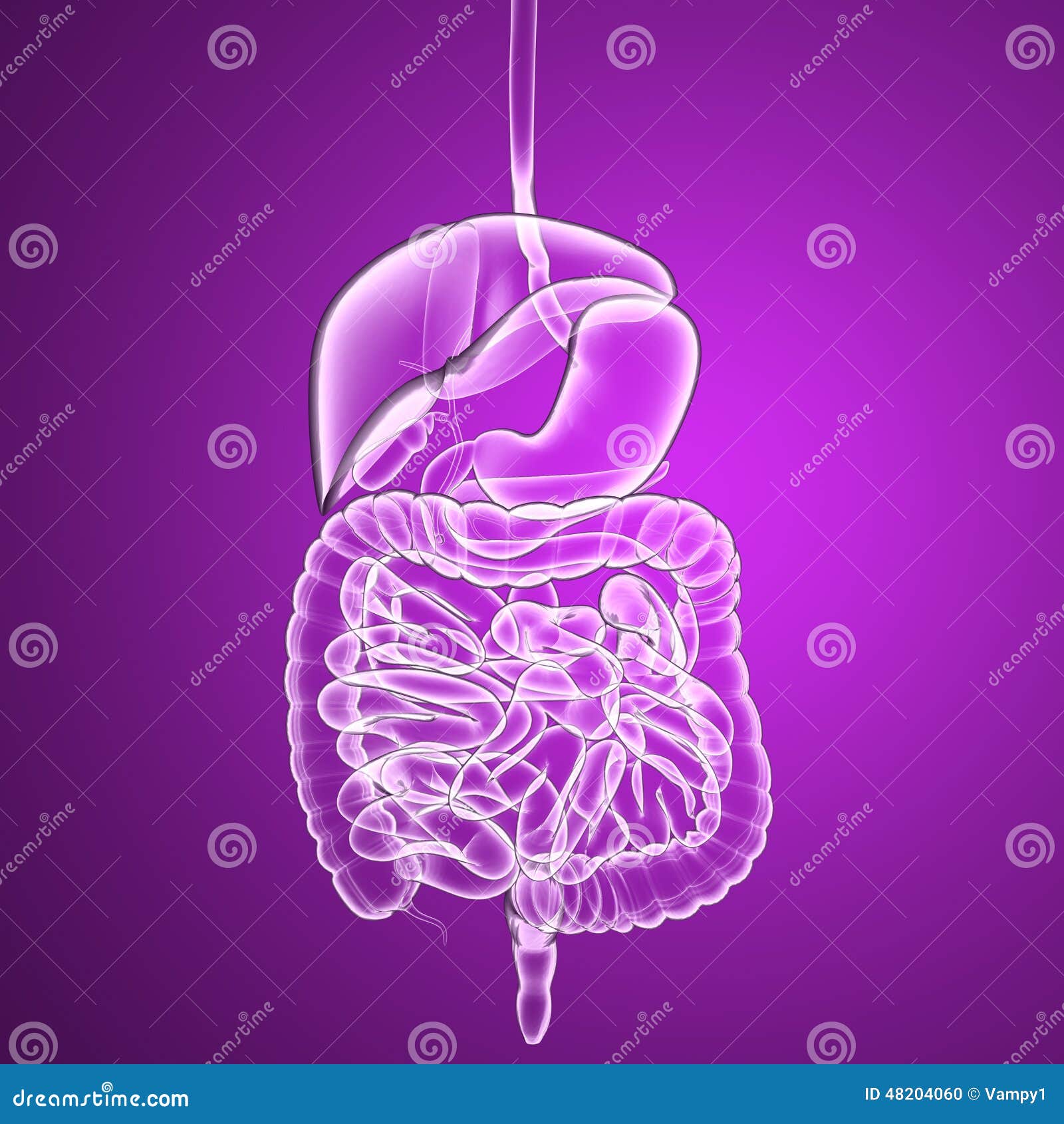 Digestive System, Internal Organs Human Body X-ray Stock Photo ...
