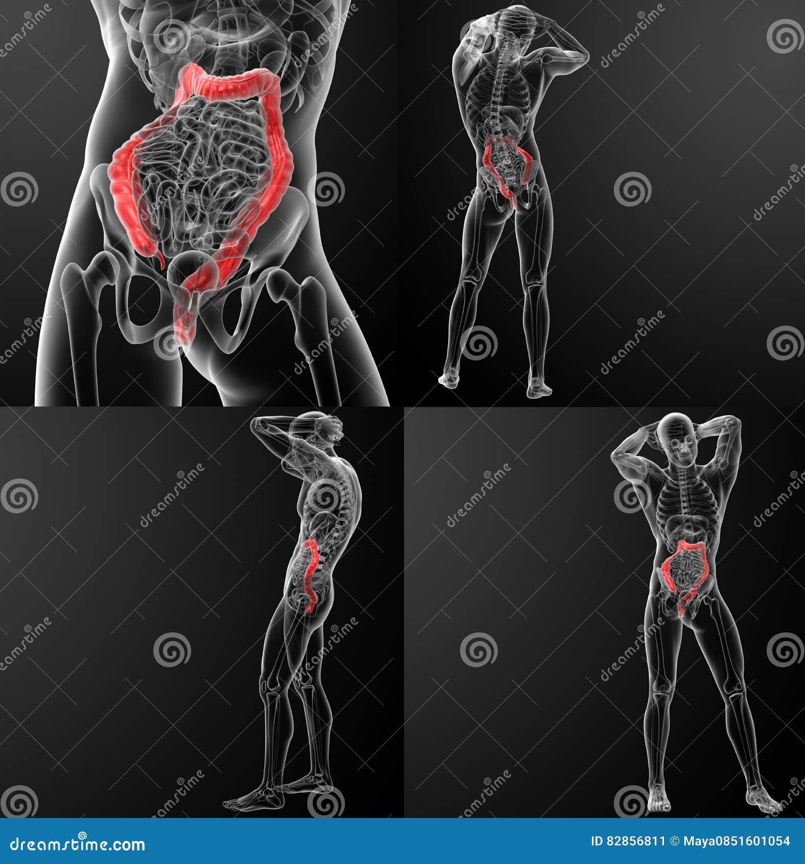 Digestive System Large Intestine Stock Illustration - Illustration of ...