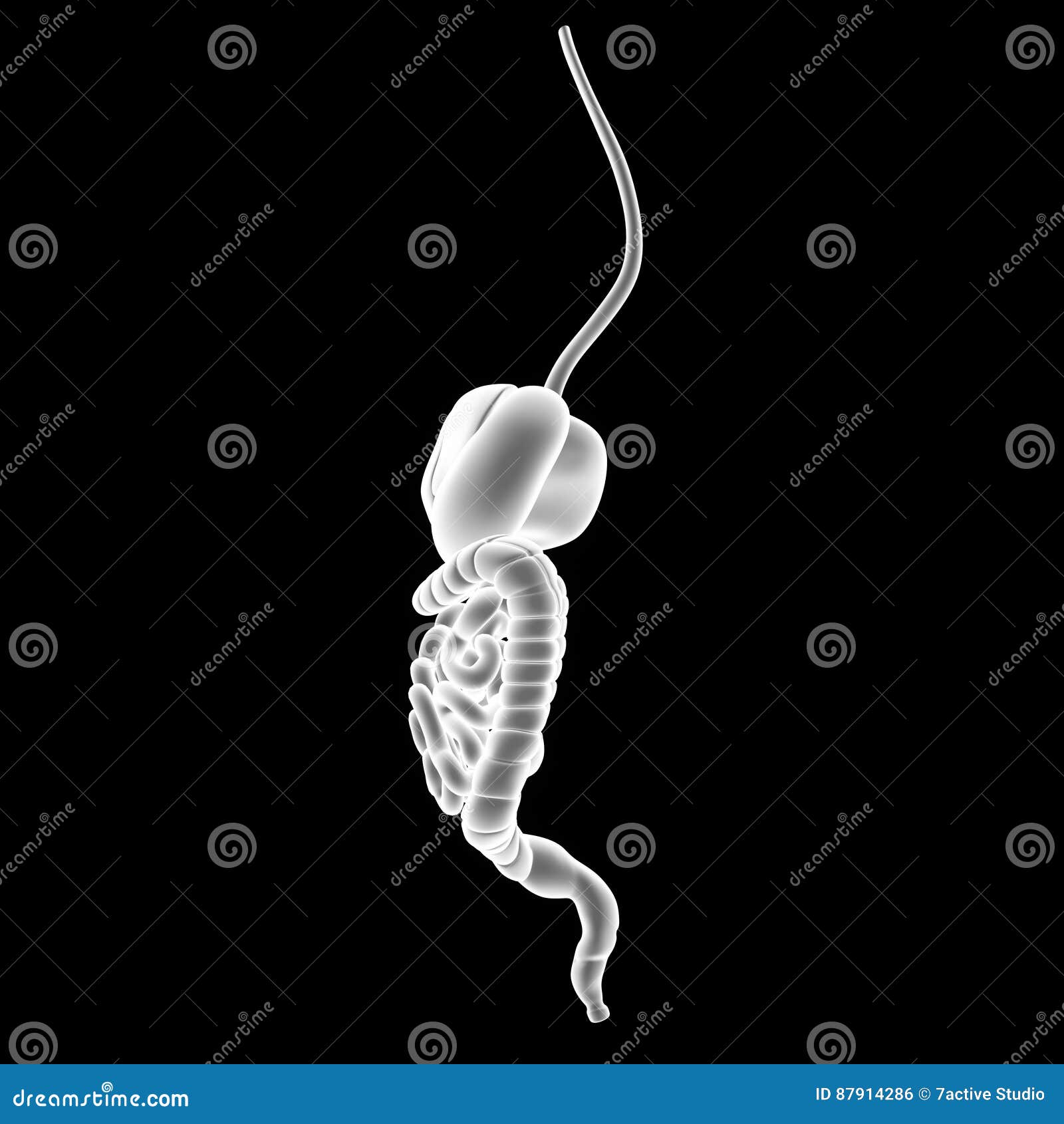 Digestive System Lateral View Stock Illustration - Illustration of ...