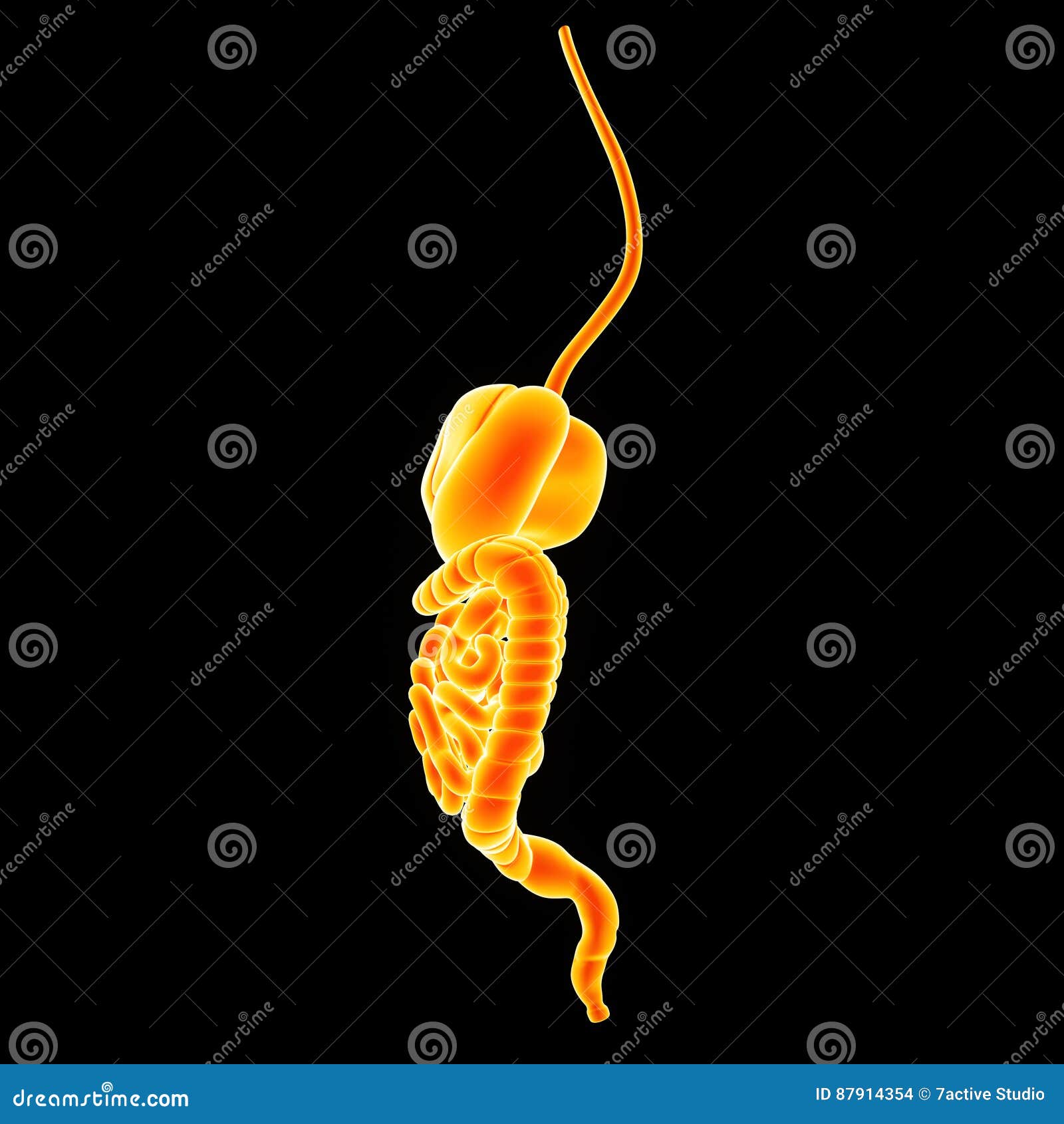 Digestive System Lateral View Stock Illustration - Illustration of ...