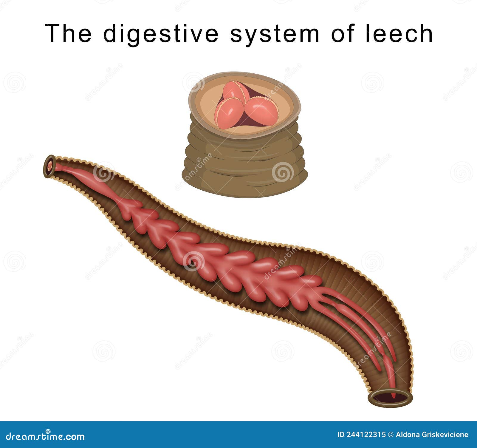 The Digestive System of Leech Stock Illustration - Illustration of ...