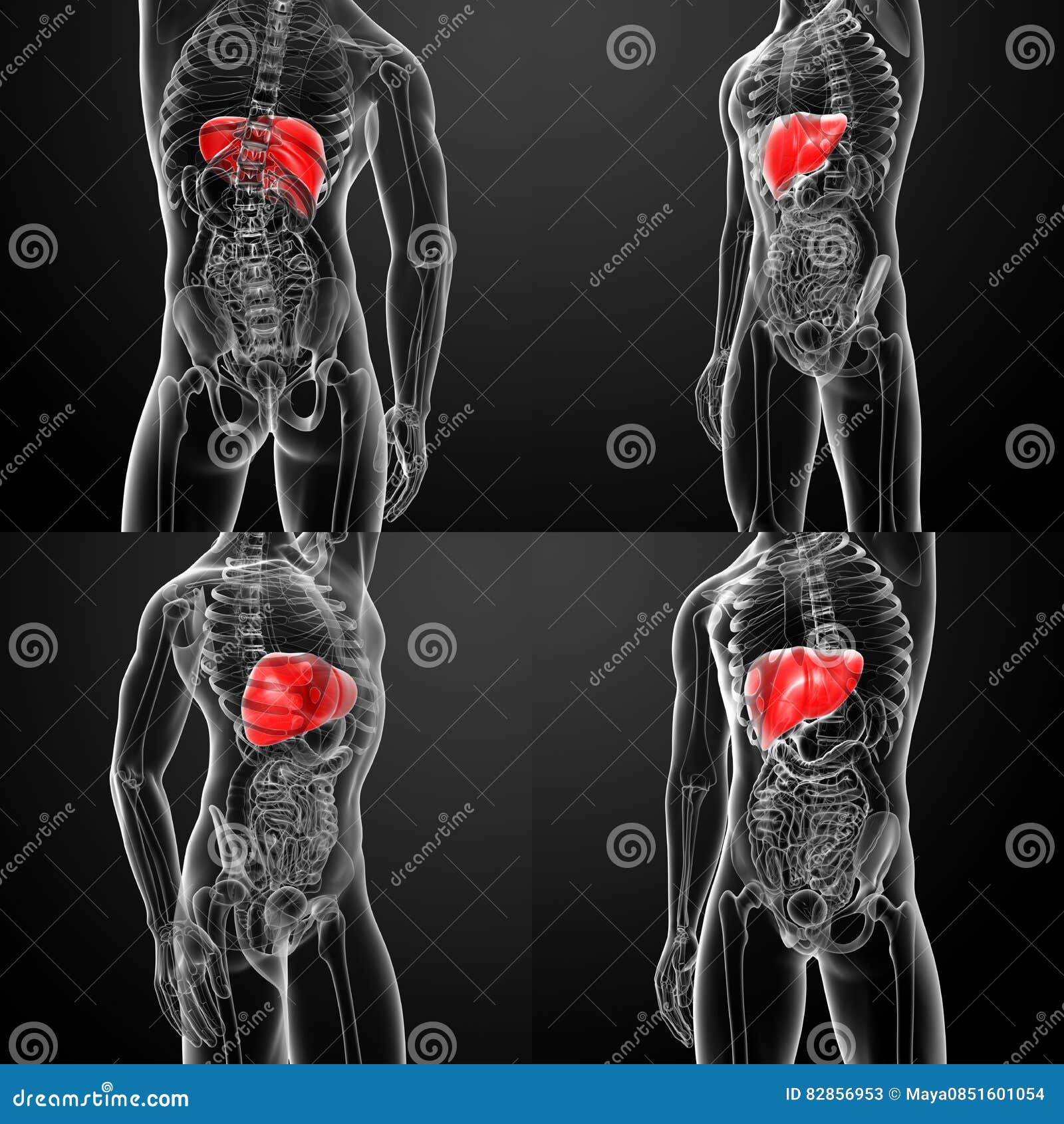 Digestive system liver stock illustration. Illustration of intestine ...