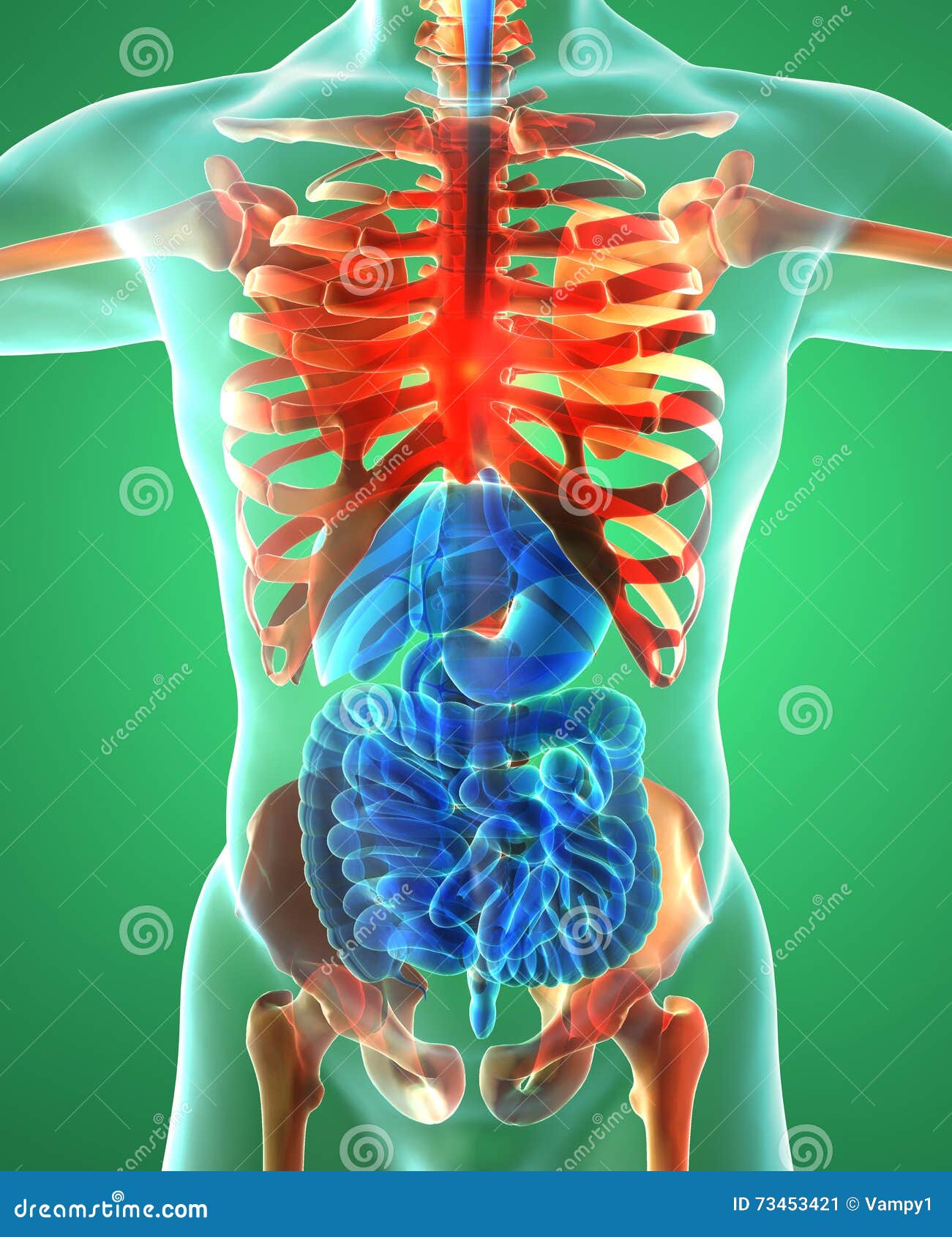 Skeleton With Digestive System Royalty-Free Stock Photography ...