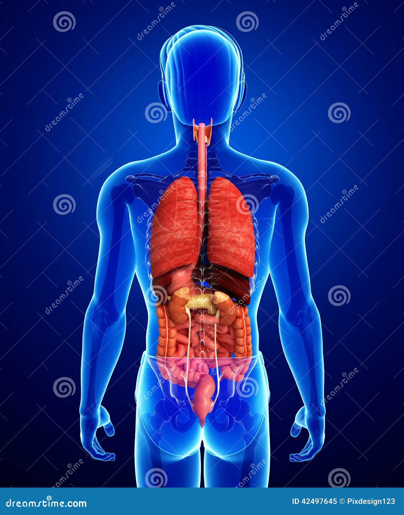 Digestive System of Male Body Stock Illustration - Illustration of guts ...