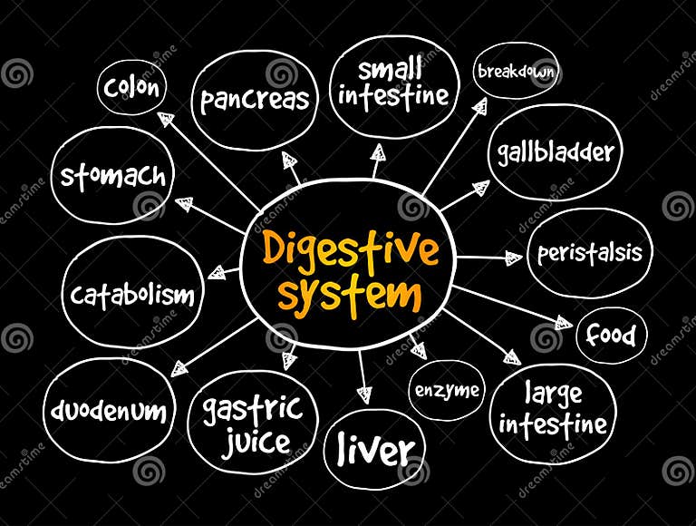 Digestive System Mind Map, Health Concept for Presentations and Reports ...