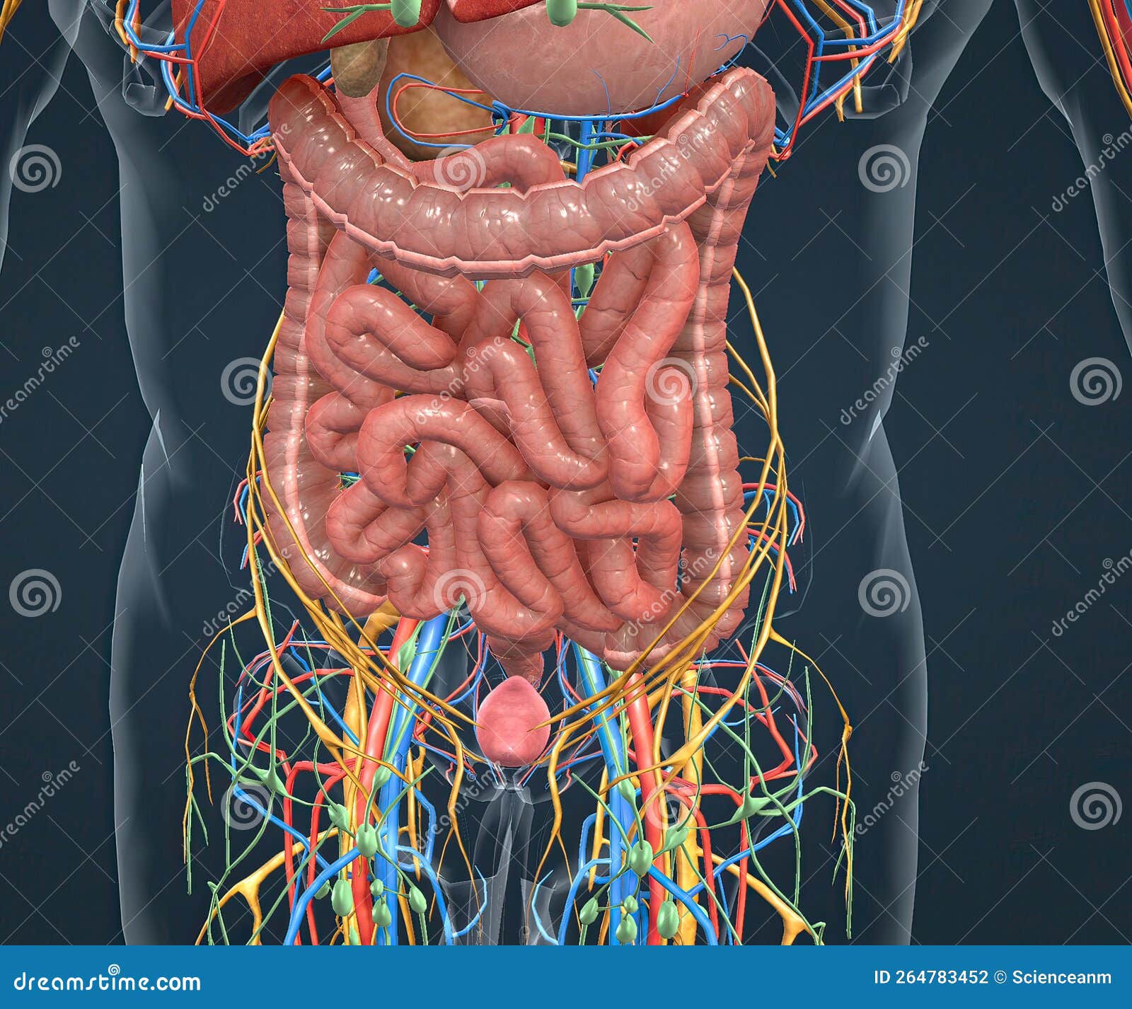 Digestive System, Nervous System and Vascular Pathways Stock ...