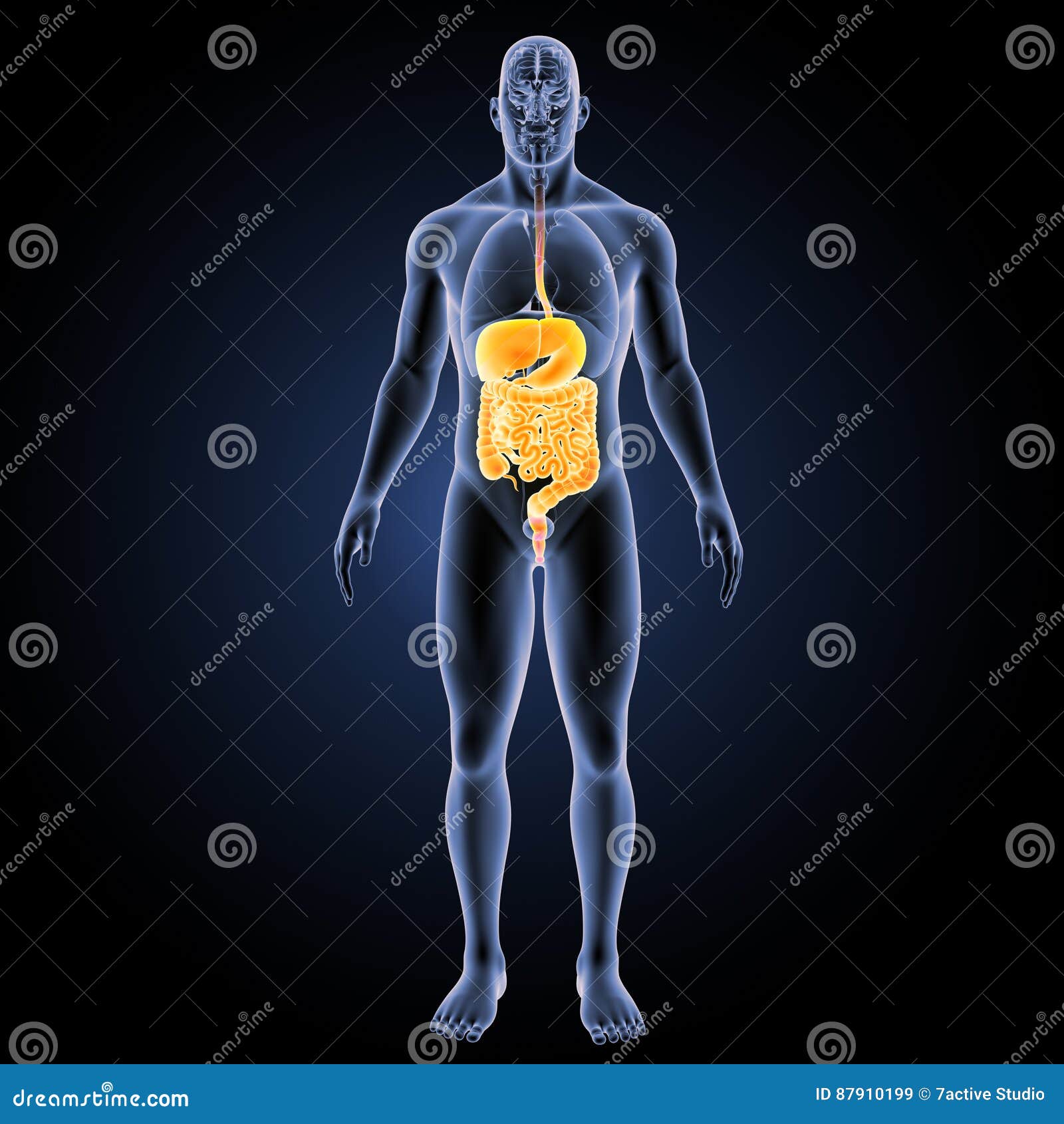 Digestive System with Organs Anterior View Stock Illustration ...
