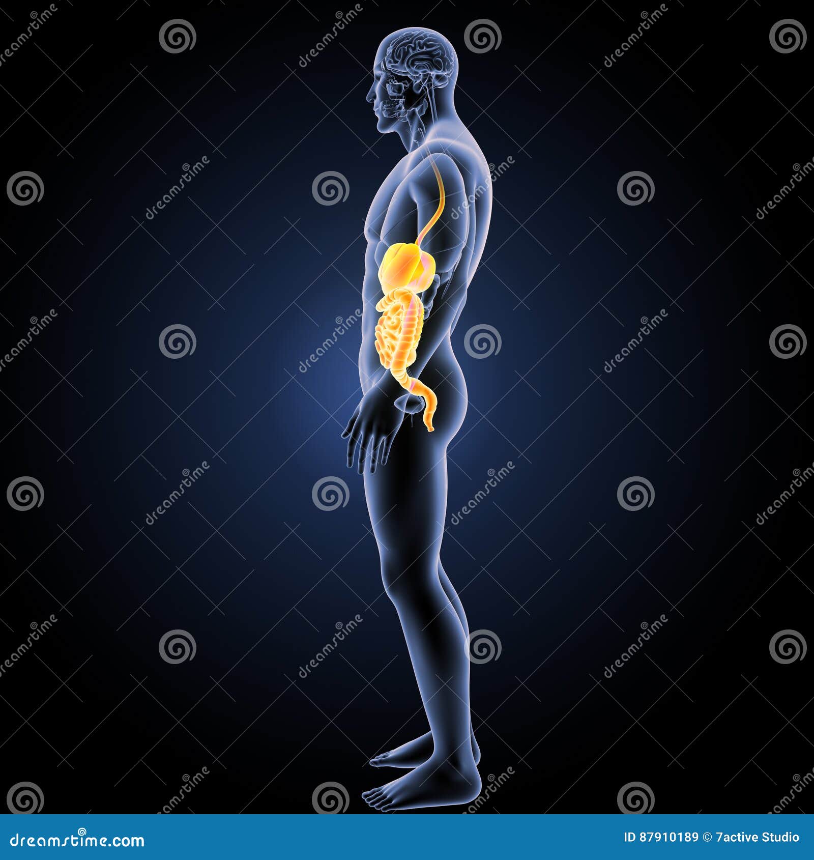 Digestive System with Organs Lateral View Stock Illustration ...