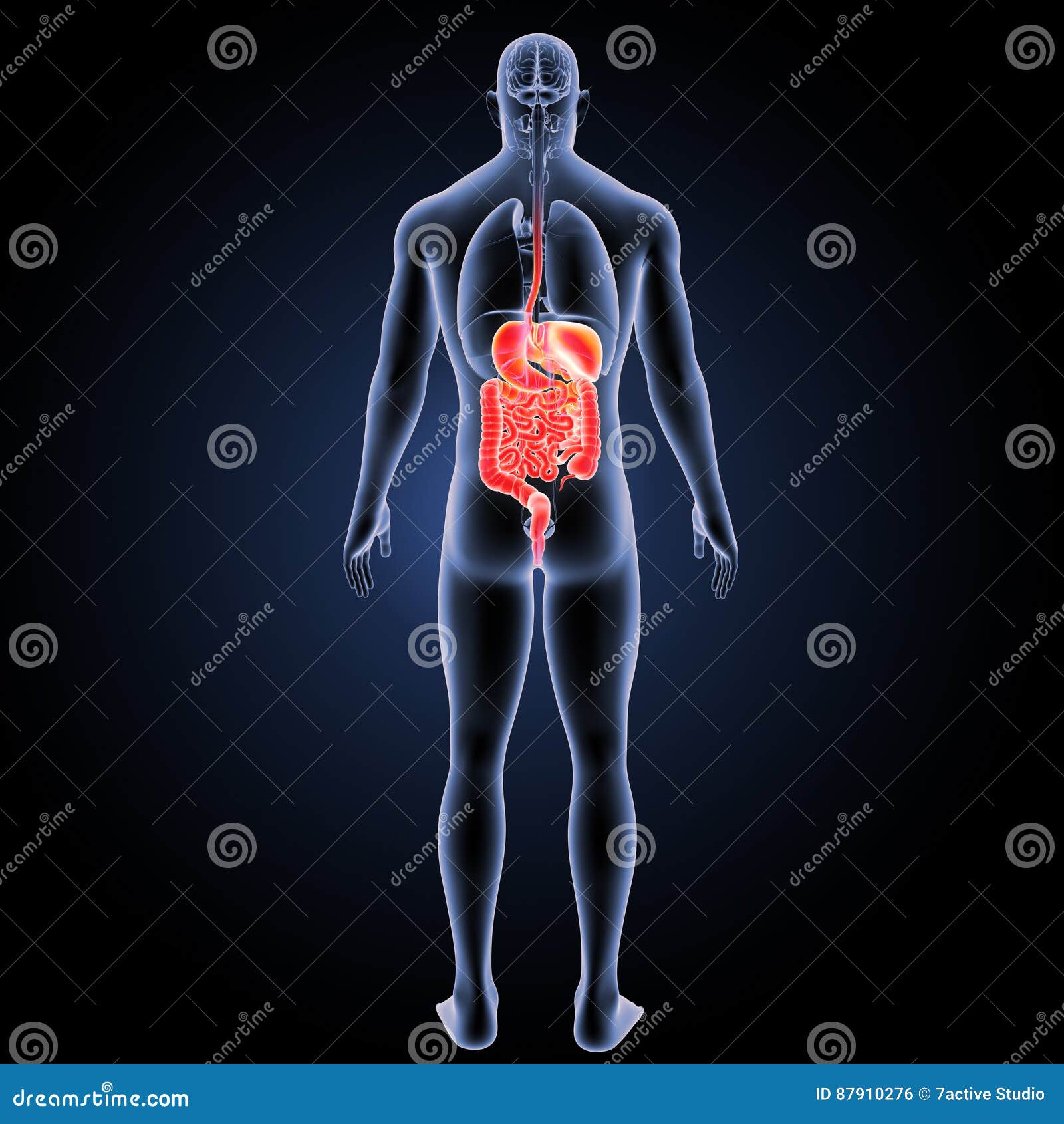 Digestive System with Organs Posterior View Stock Illustration ...