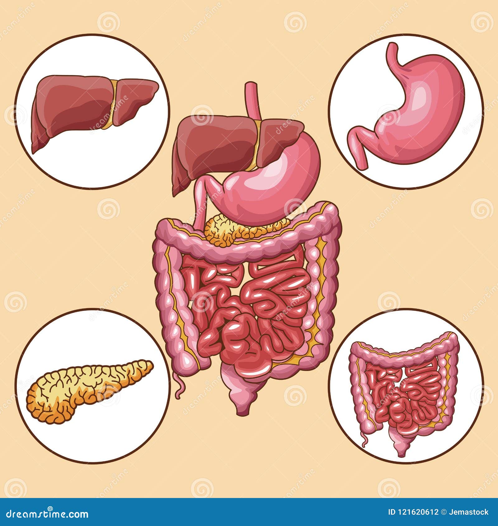 Digestive system concept stock vector. Illustration of care - 121620612