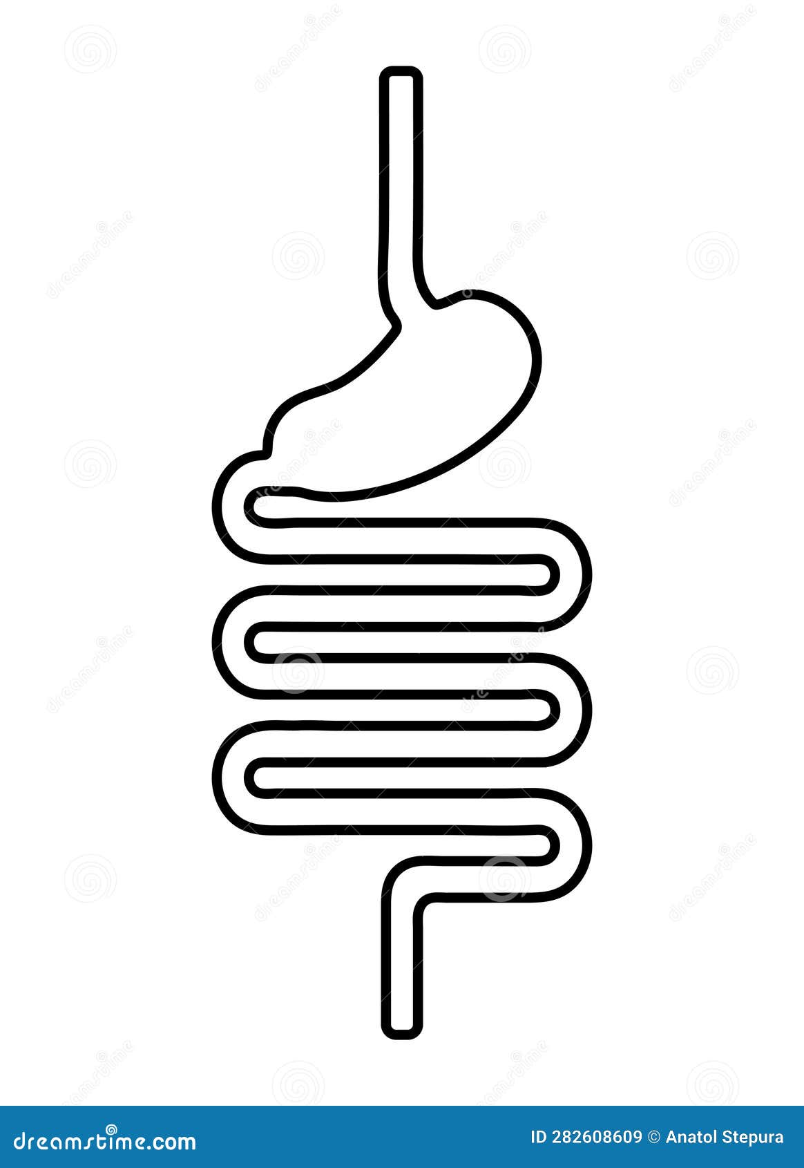 Digestive System Icon in Flat Style. Digestive Tract Outline. Stock ...