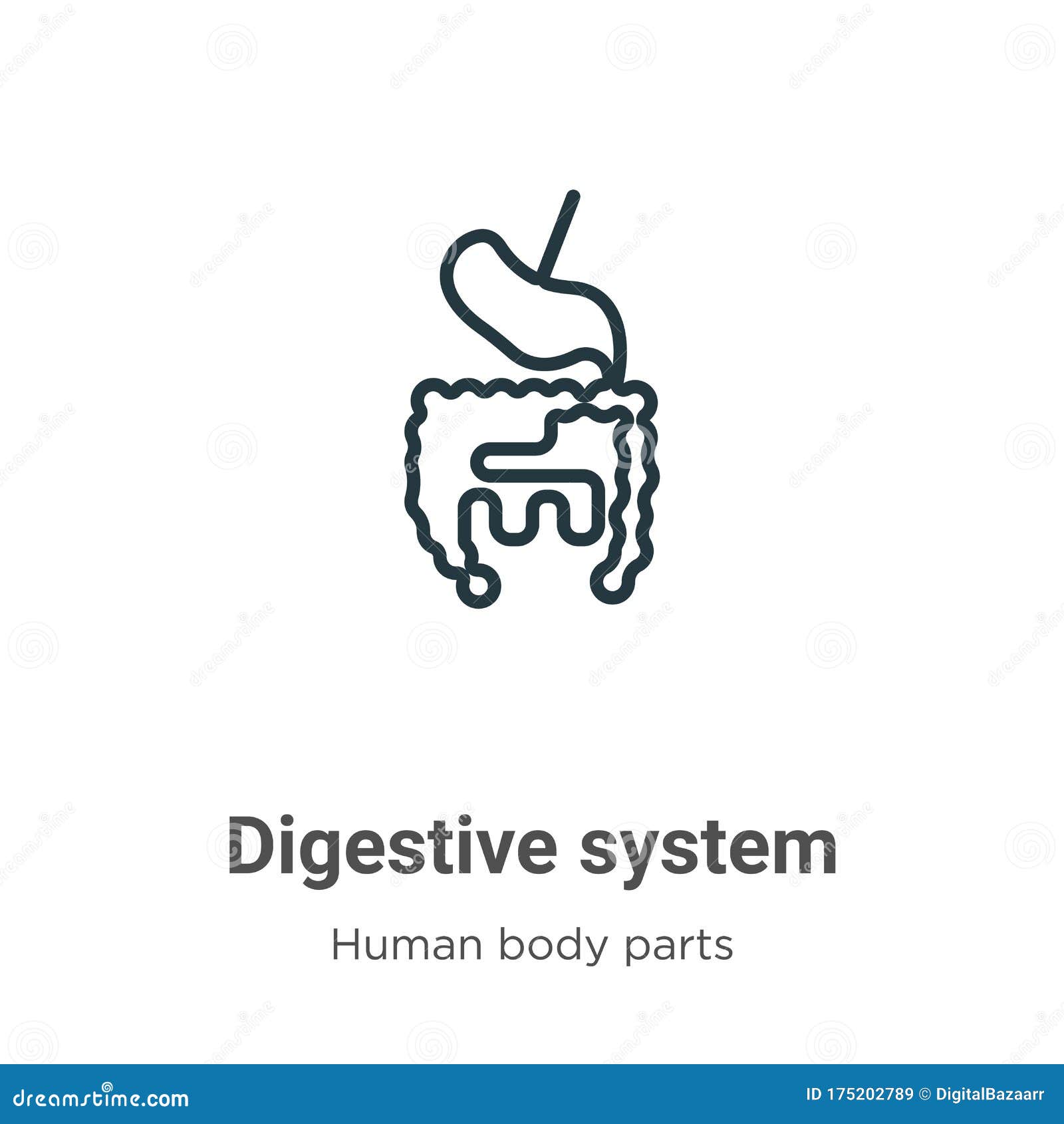 Digestive System Outline Vector Icon. Thin Line Black Digestive System ...