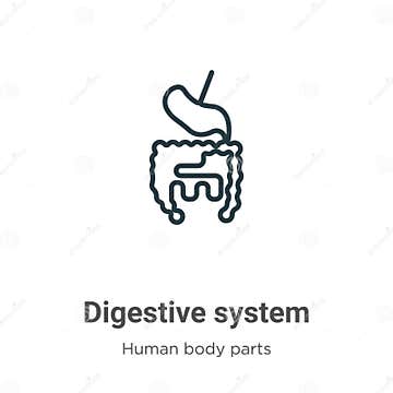 Digestive System Outline Vector Icon. Thin Line Black Digestive System ...