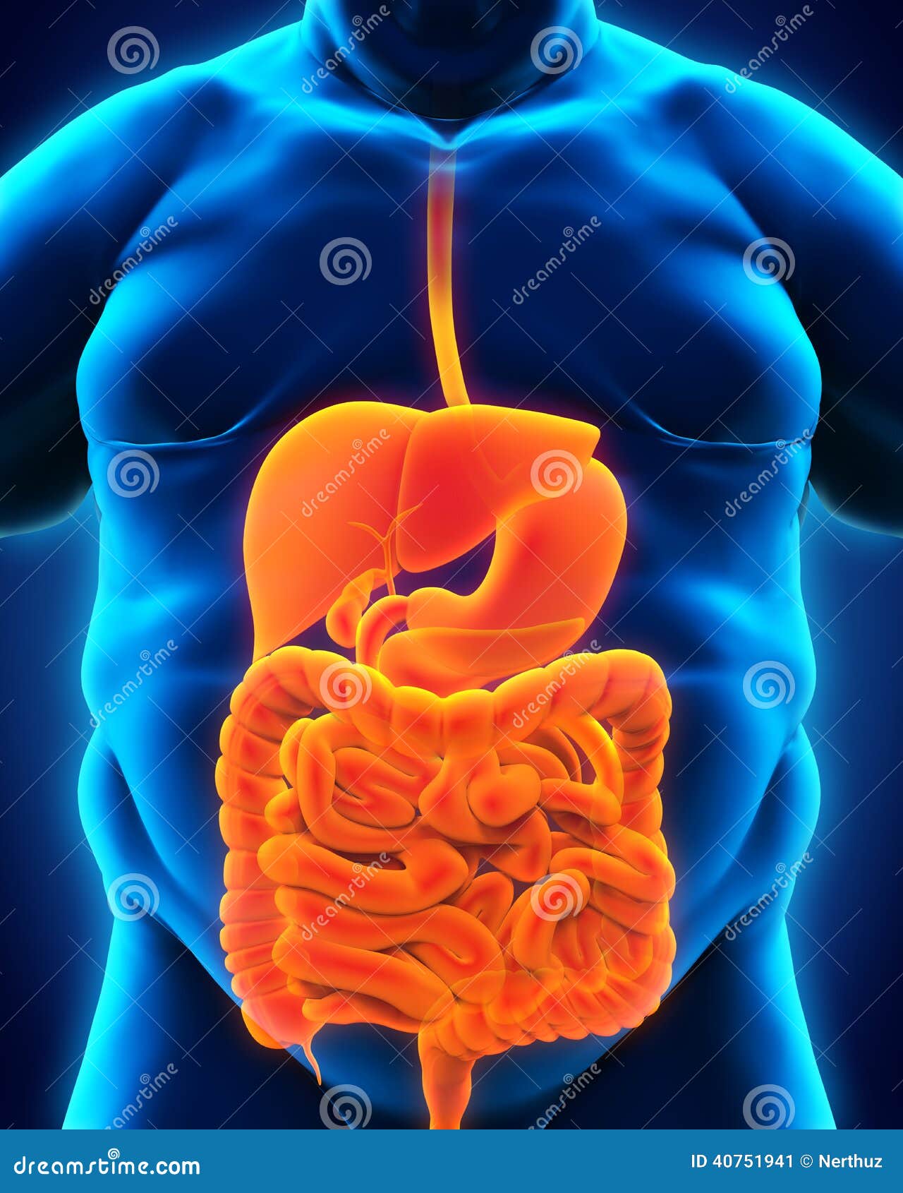Digestive System of Overweight Body Stock Illustration - Illustration ...