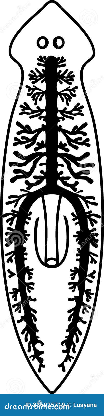 Digestive System of Planaria Stock Vector - Illustration of digestion ...