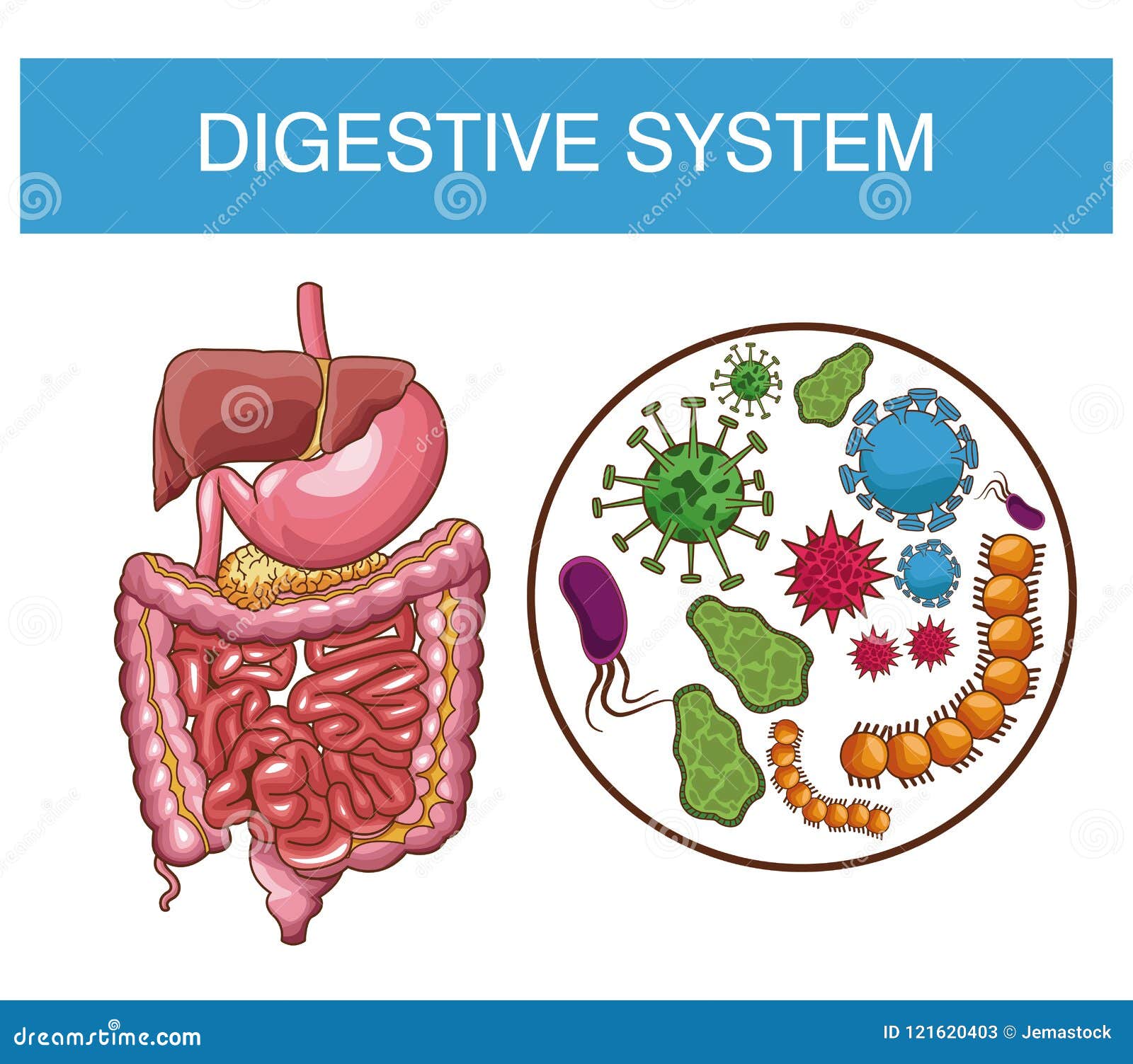 Digestive system poster stock vector. Illustration of healthcare ...