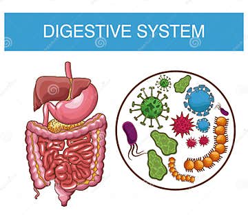 Digestive system poster stock vector. Illustration of healthcare ...
