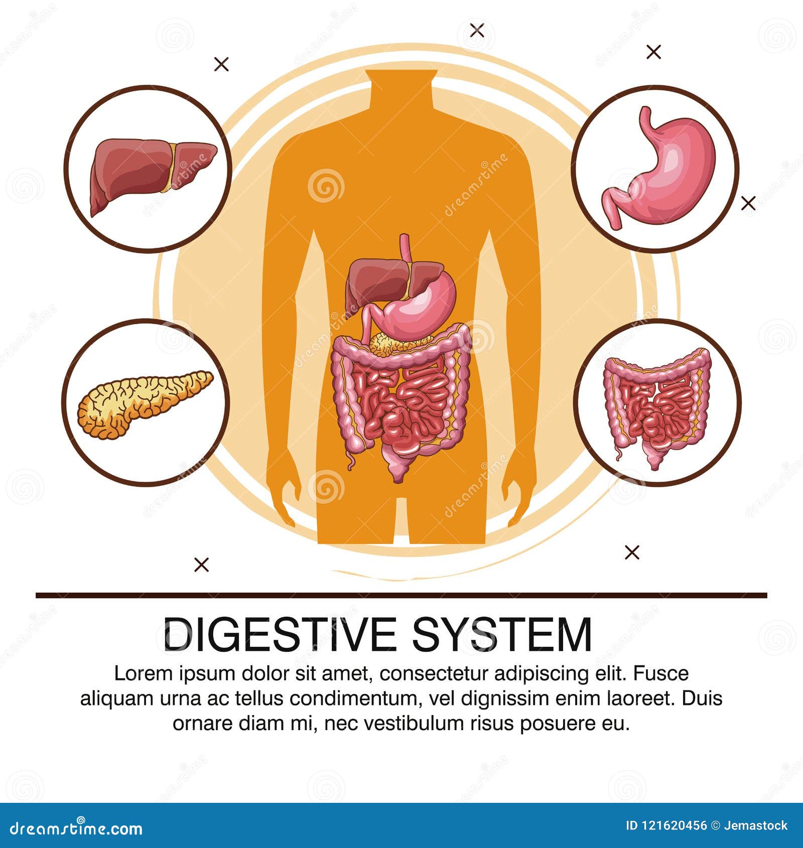 Digestive system poster stock vector. Illustration of healthy - 121620456