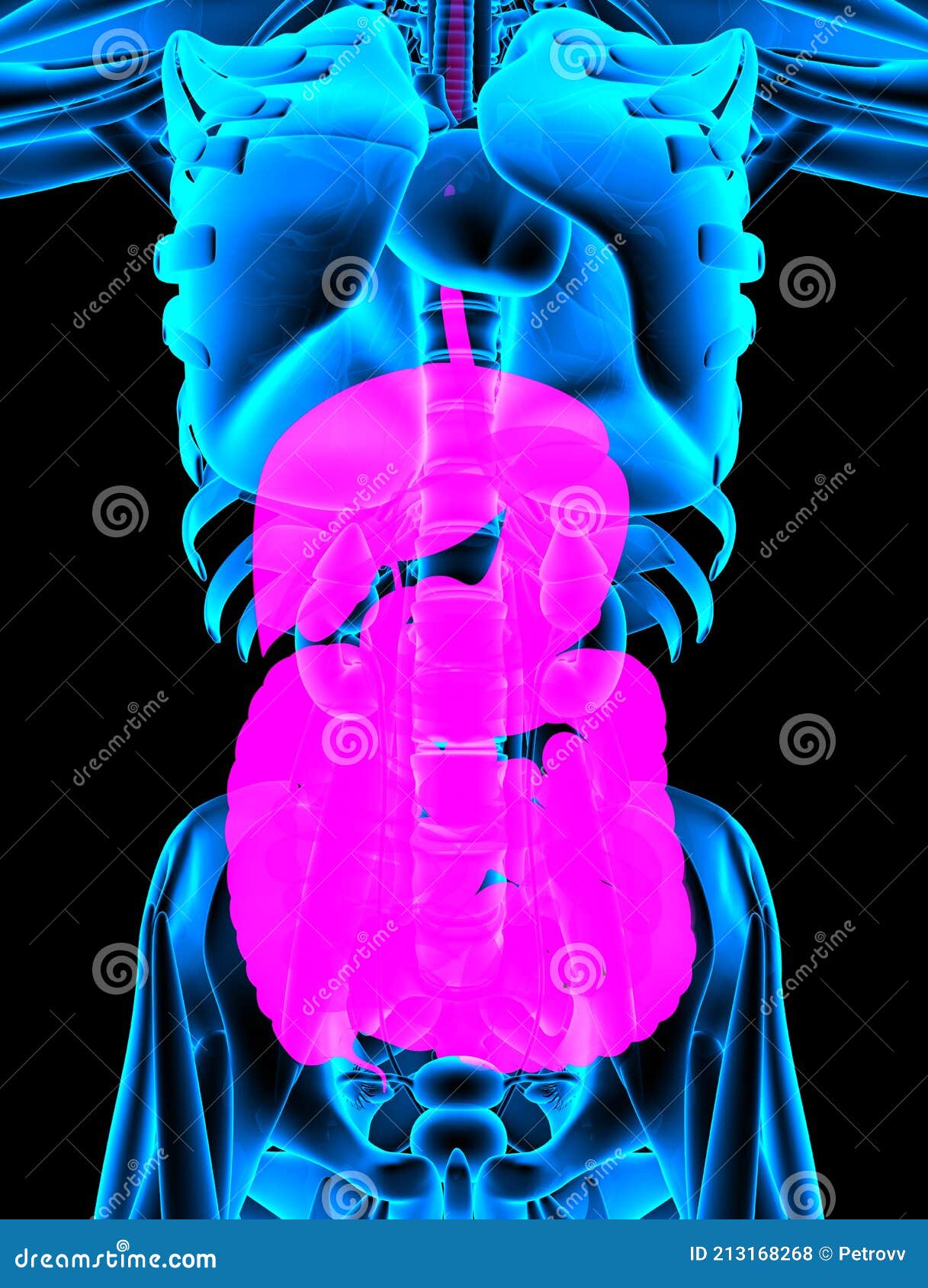 Digestive System X-ray Close Up Stock Illustration - Illustration of ...