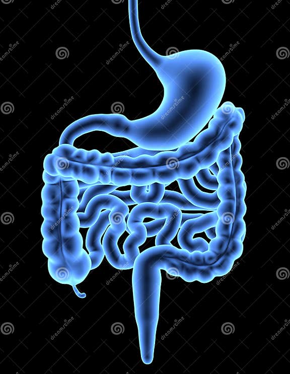Digestive System / X-ray Effect Stock Photo - Image of medical ...