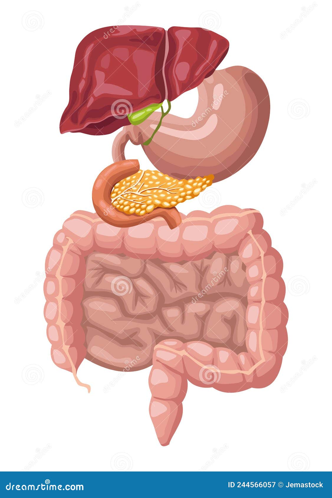 Digestive System Realistic Organs Stock Vector - Illustration of ...