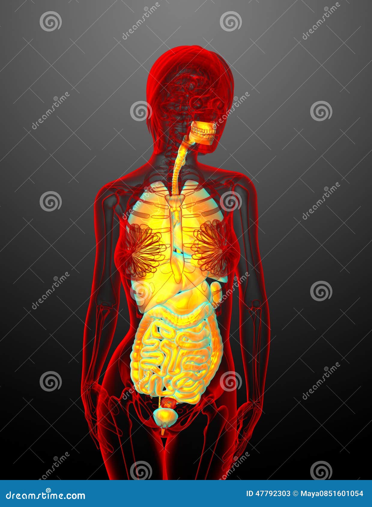 Digestive System and Respiratory System Stock Illustration ...