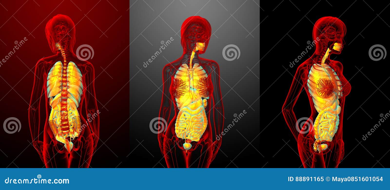 Digestive System and Respiratory System Stock Illustration ...