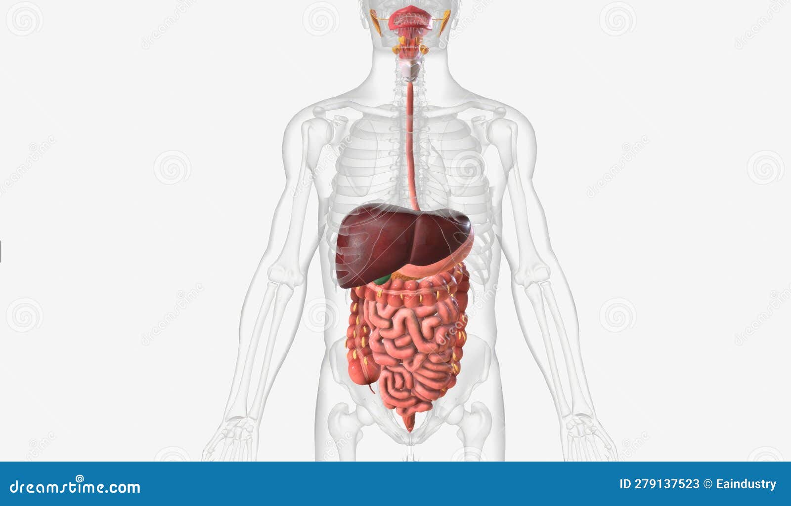 Human Digestive System and Accessory Organs Stock Illustration ...