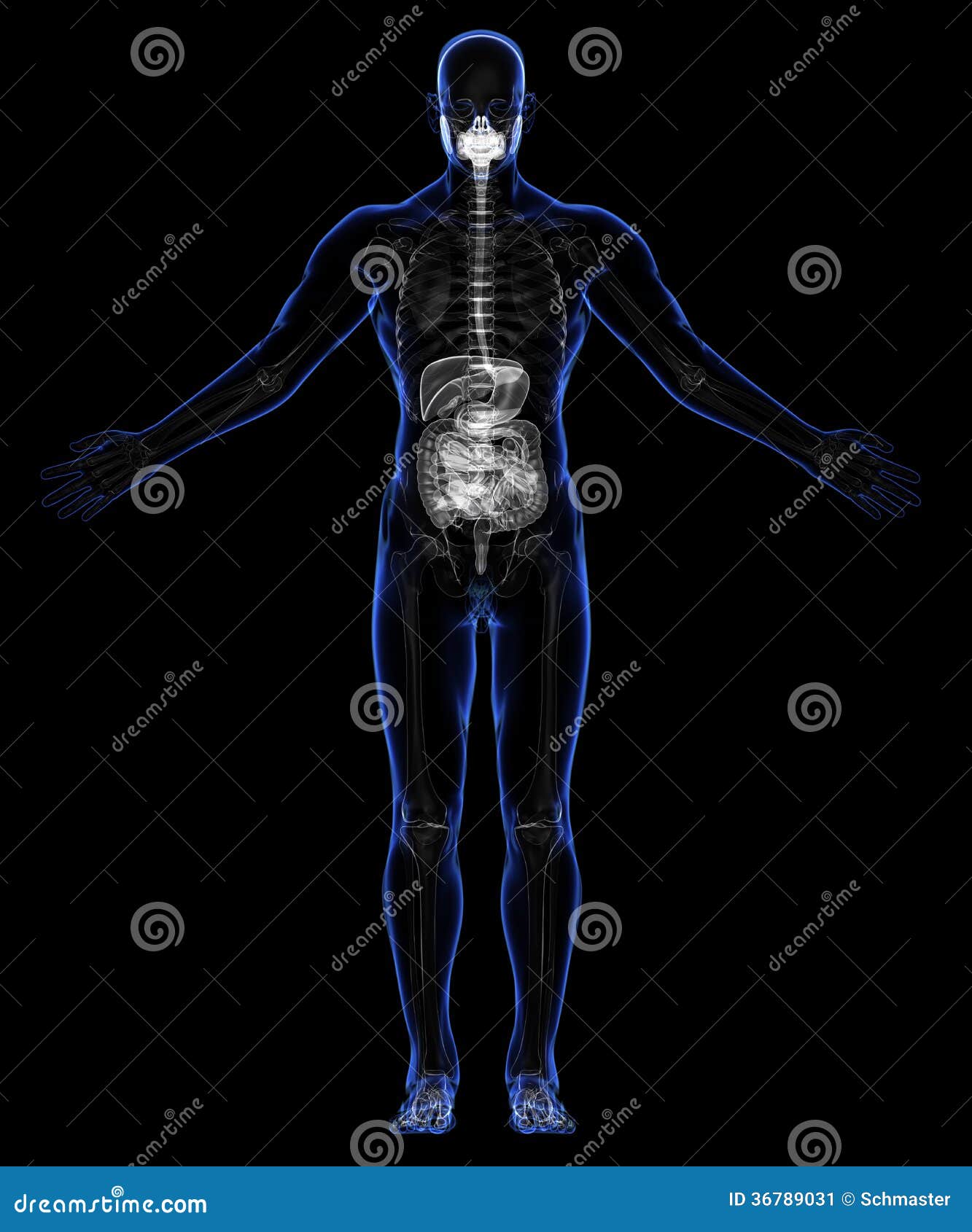 Digestive System and Skeleton Stock Illustration - Illustration of ...