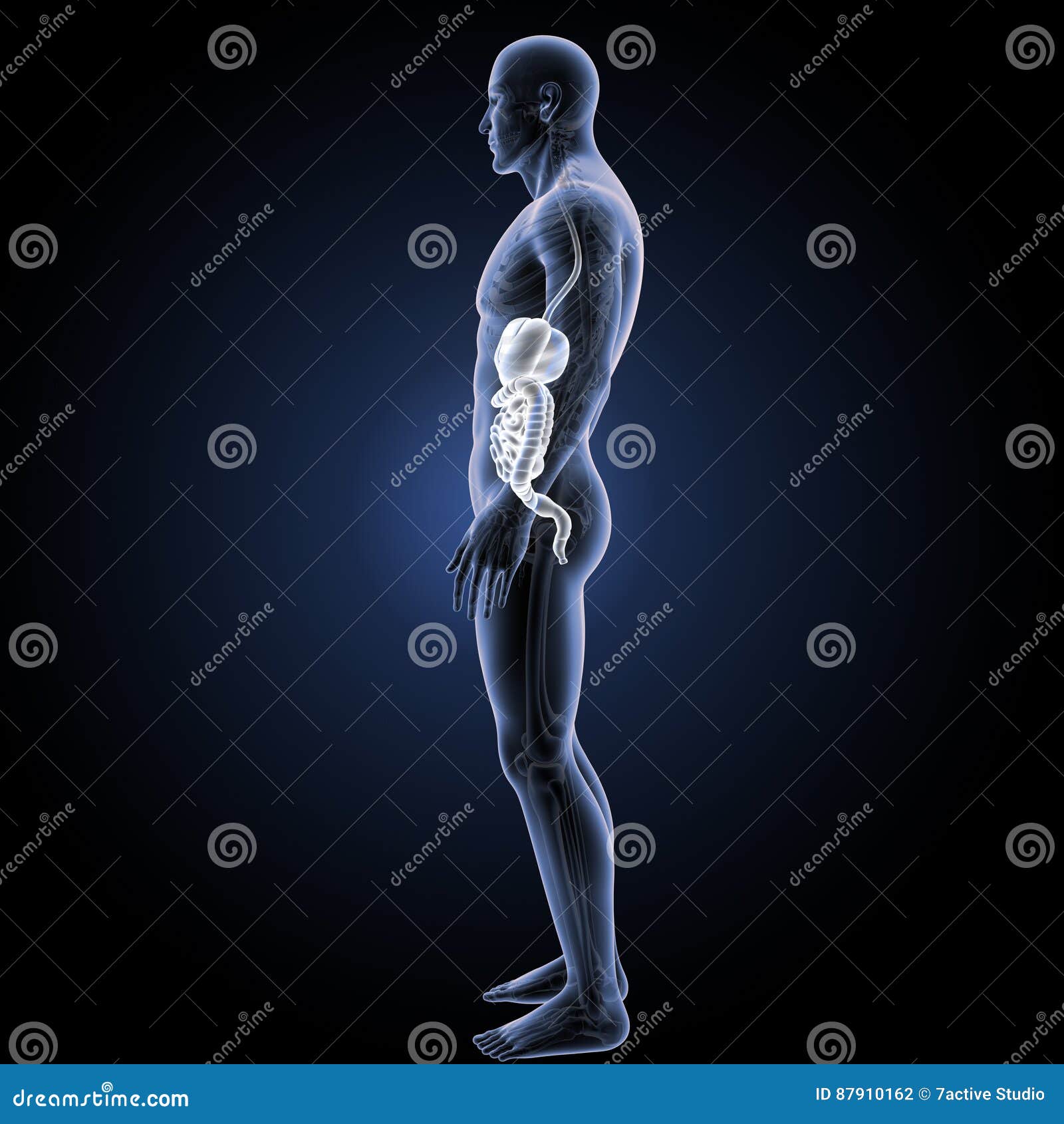 Digestive System with Skeleton Lateral View Stock Illustration ...