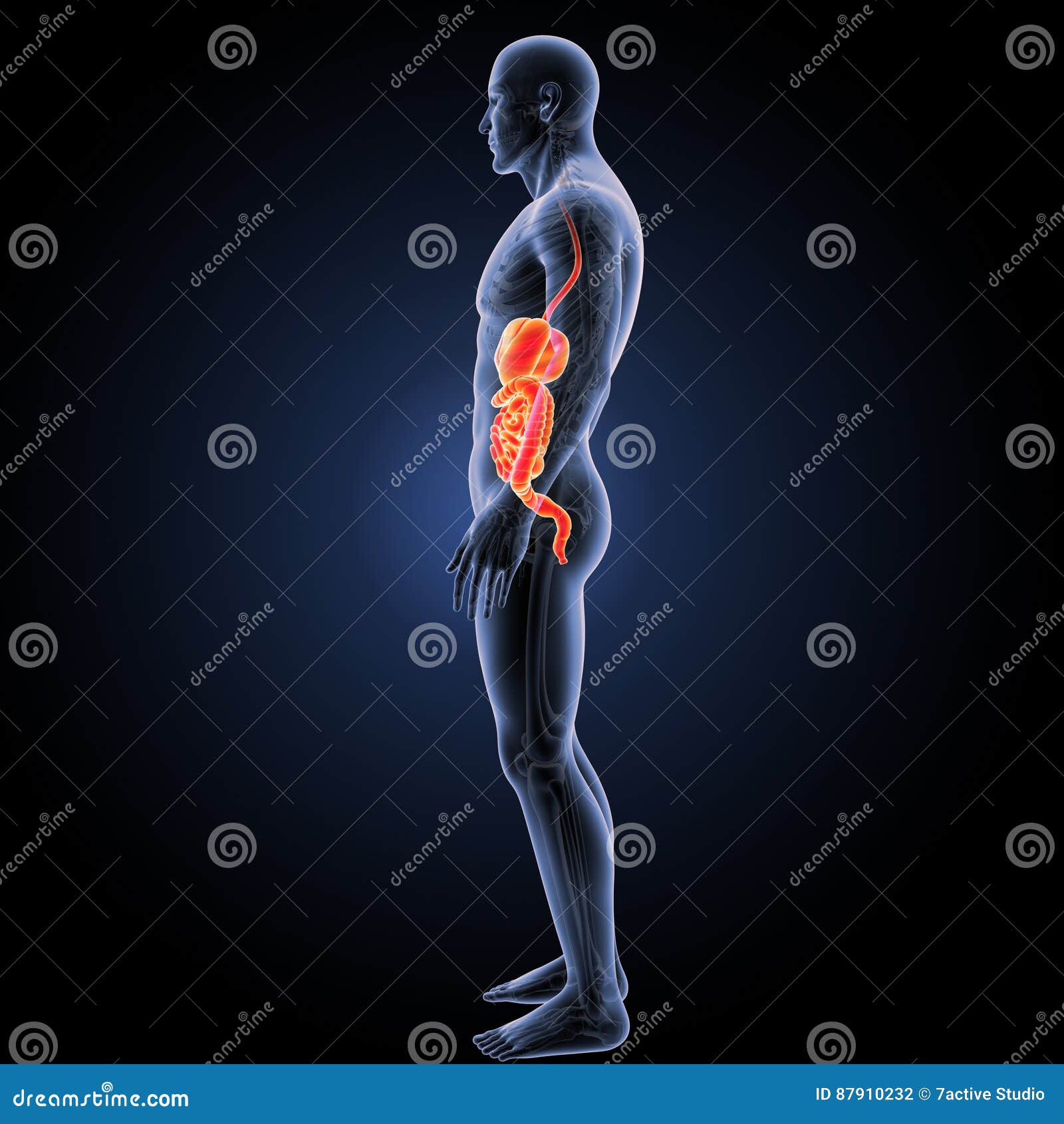 Digestive System with Skeleton Lateral View Stock Illustration ...