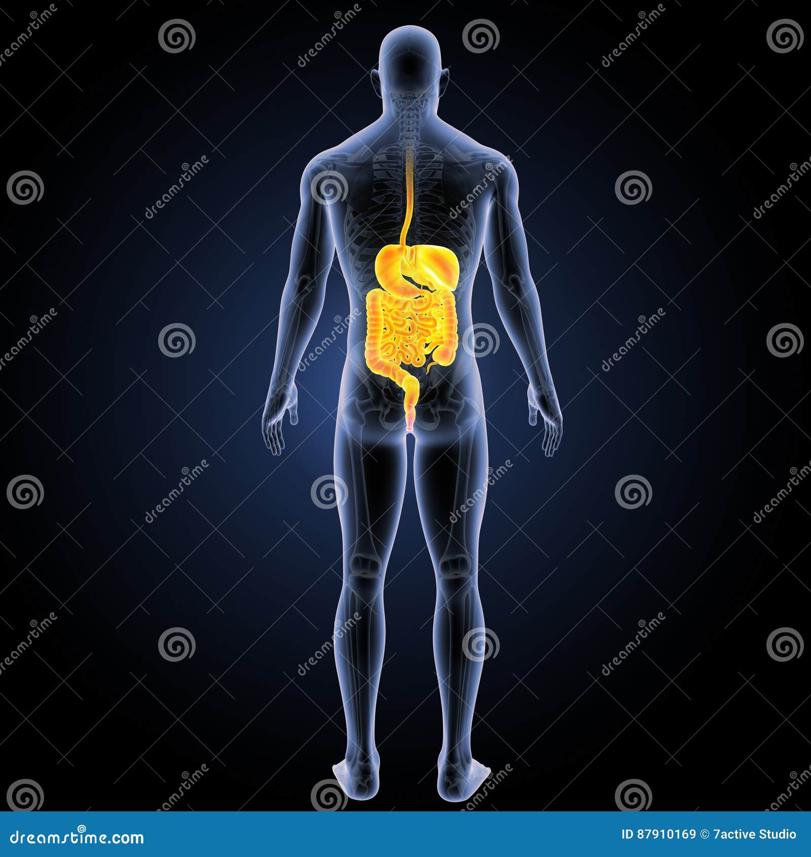 Digestive System with Skeleton Posterior View Stock Illustration ...