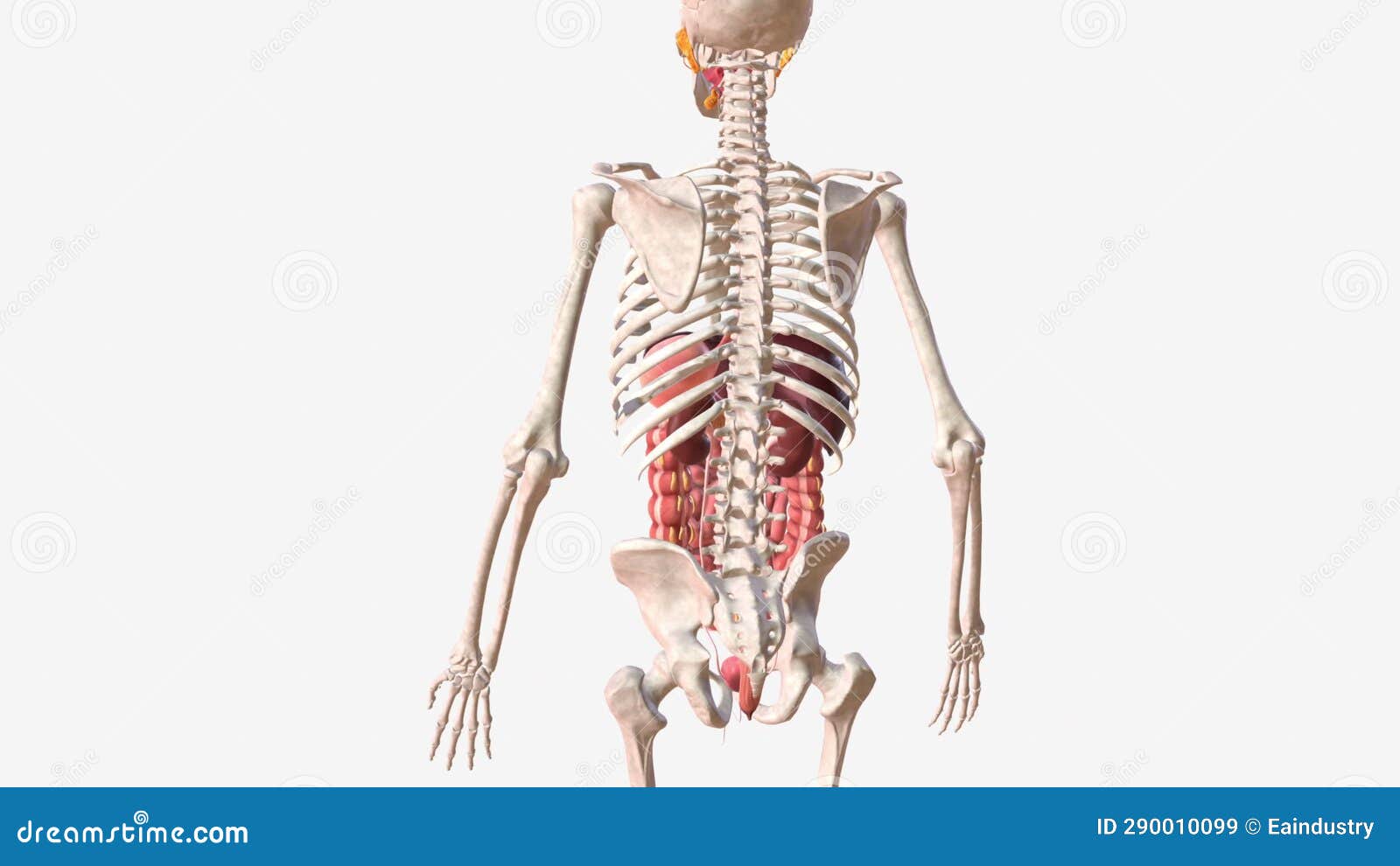 Digestive System and Urinary System Stock Video - Video of inflammation ...