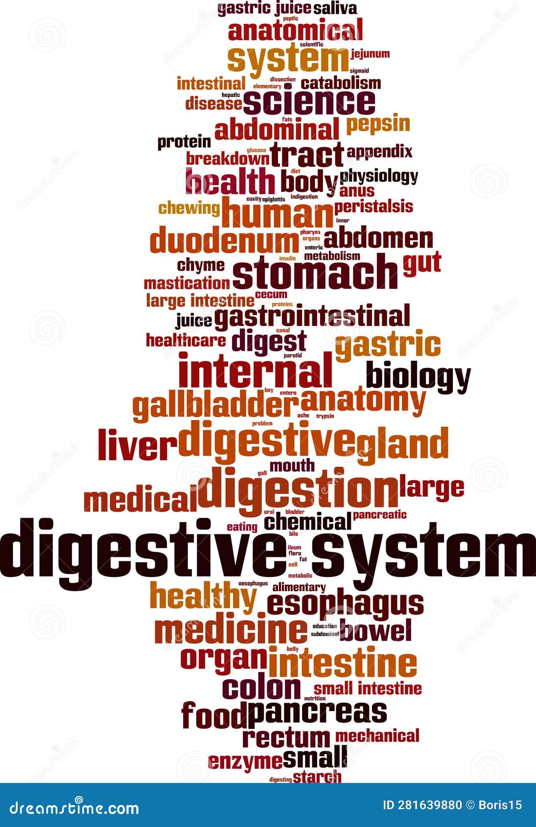 Digestive System Word Cloud Vector Illustration | CartoonDealer.com ...