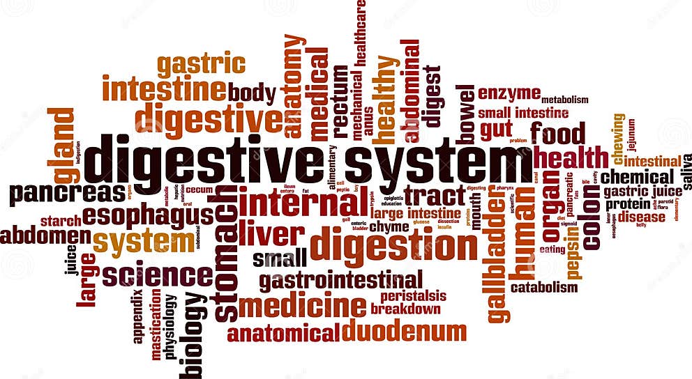 Digestive System Word Cloud Stock Vector - Illustration of esophagus ...