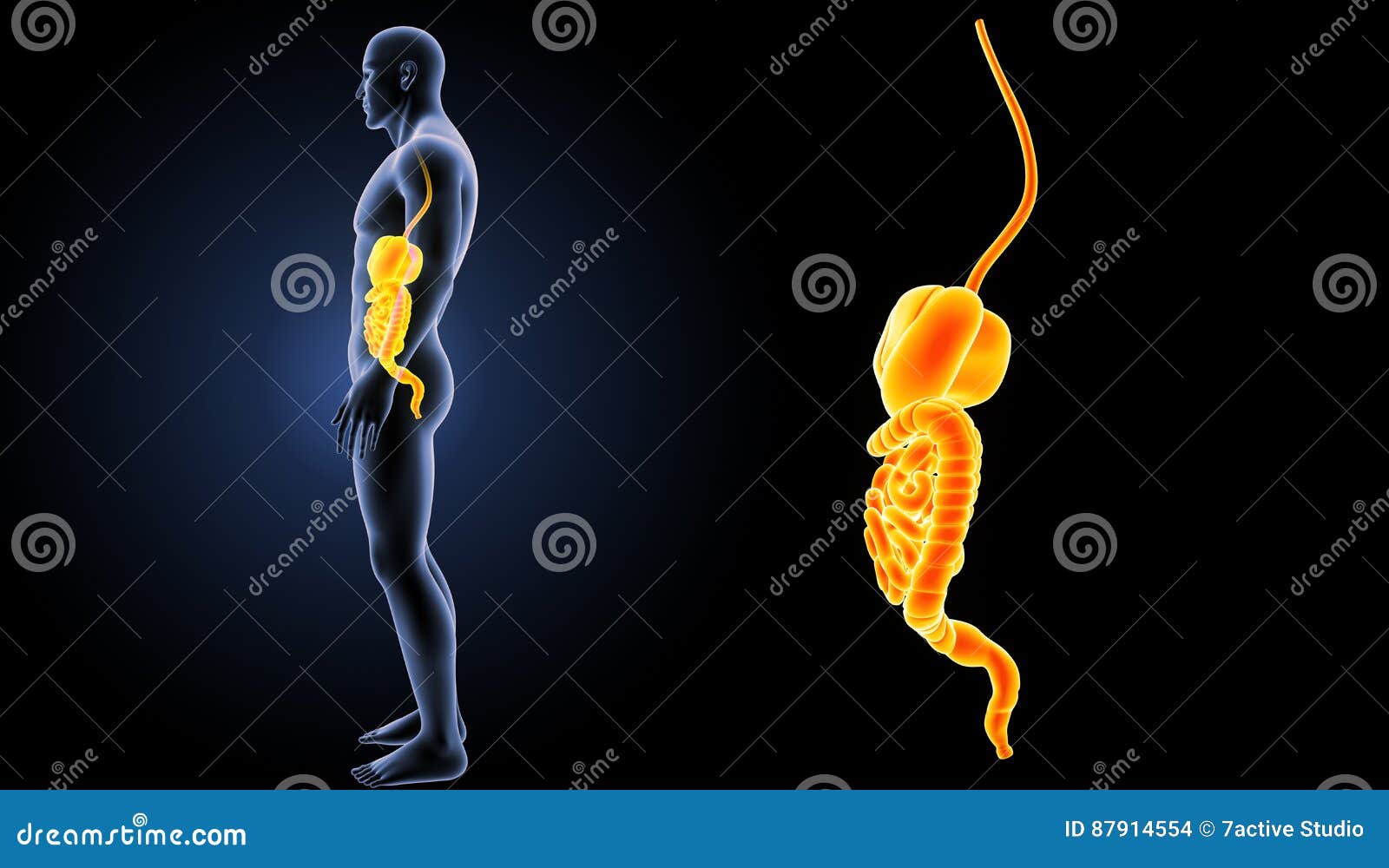Digestive System Zoom with Body Lateral View Stock Illustration ...