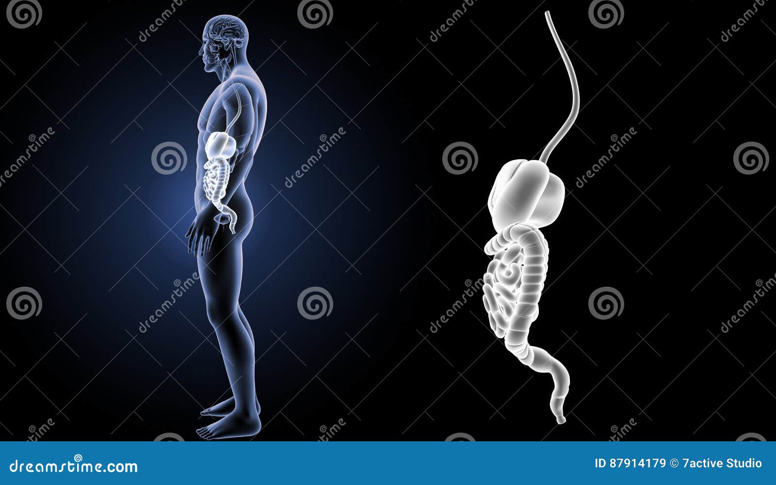 Digestive System Zoom with Organs Lateral View Stock Image - Image of ...