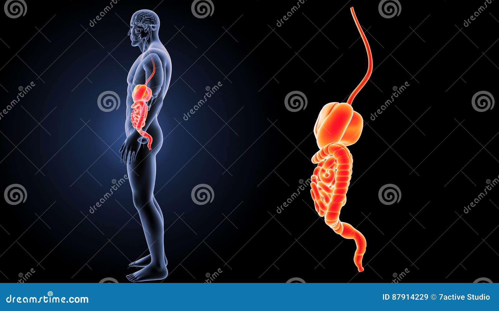 Digestive System Zoom with Organs Lateral View Stock Image - Image of ...