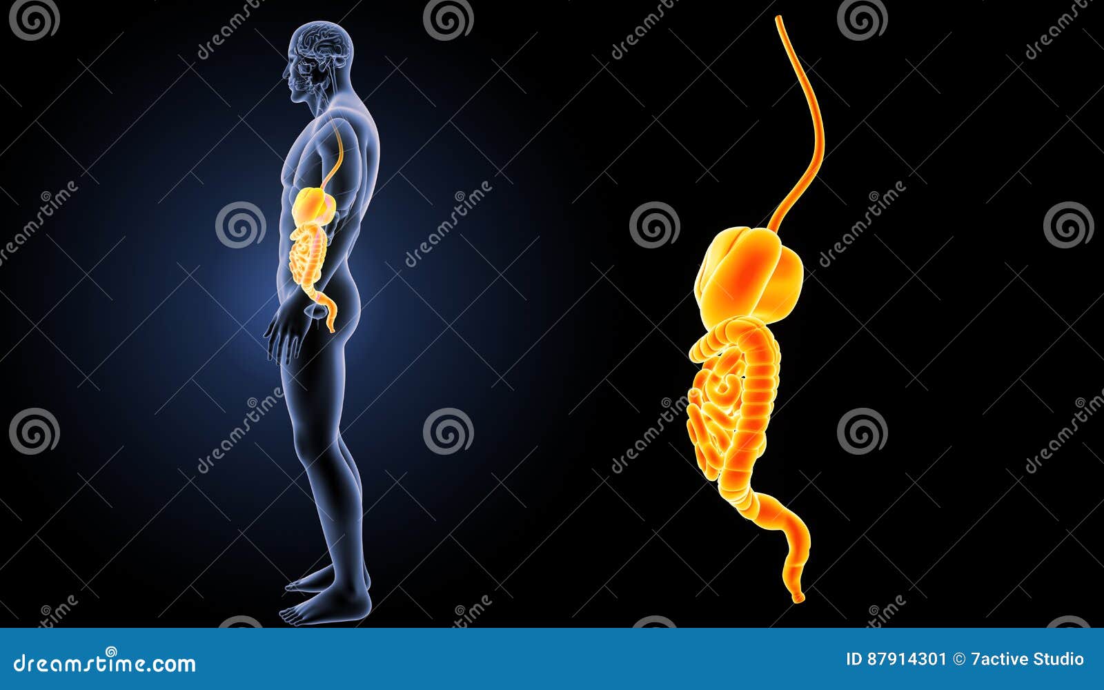 Digestive System Zoom with Organs Lateral View Stock Image - Image of ...