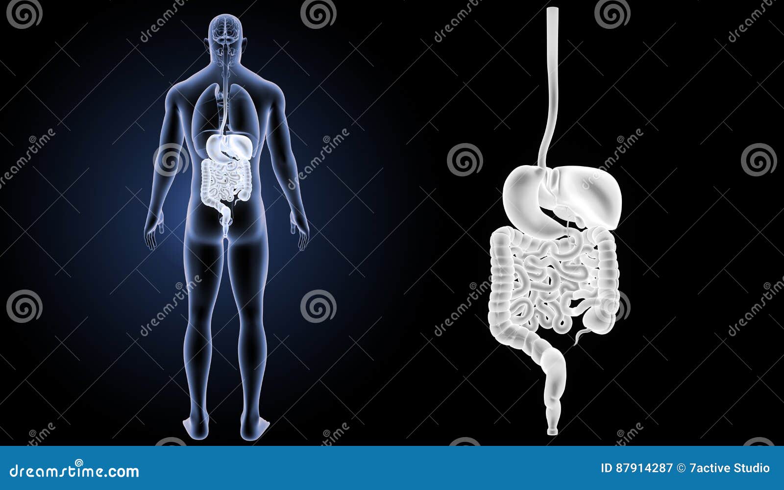 Organs Of Gastrointestinal Tract: Stomach, Liver, Gallbladder And ...
