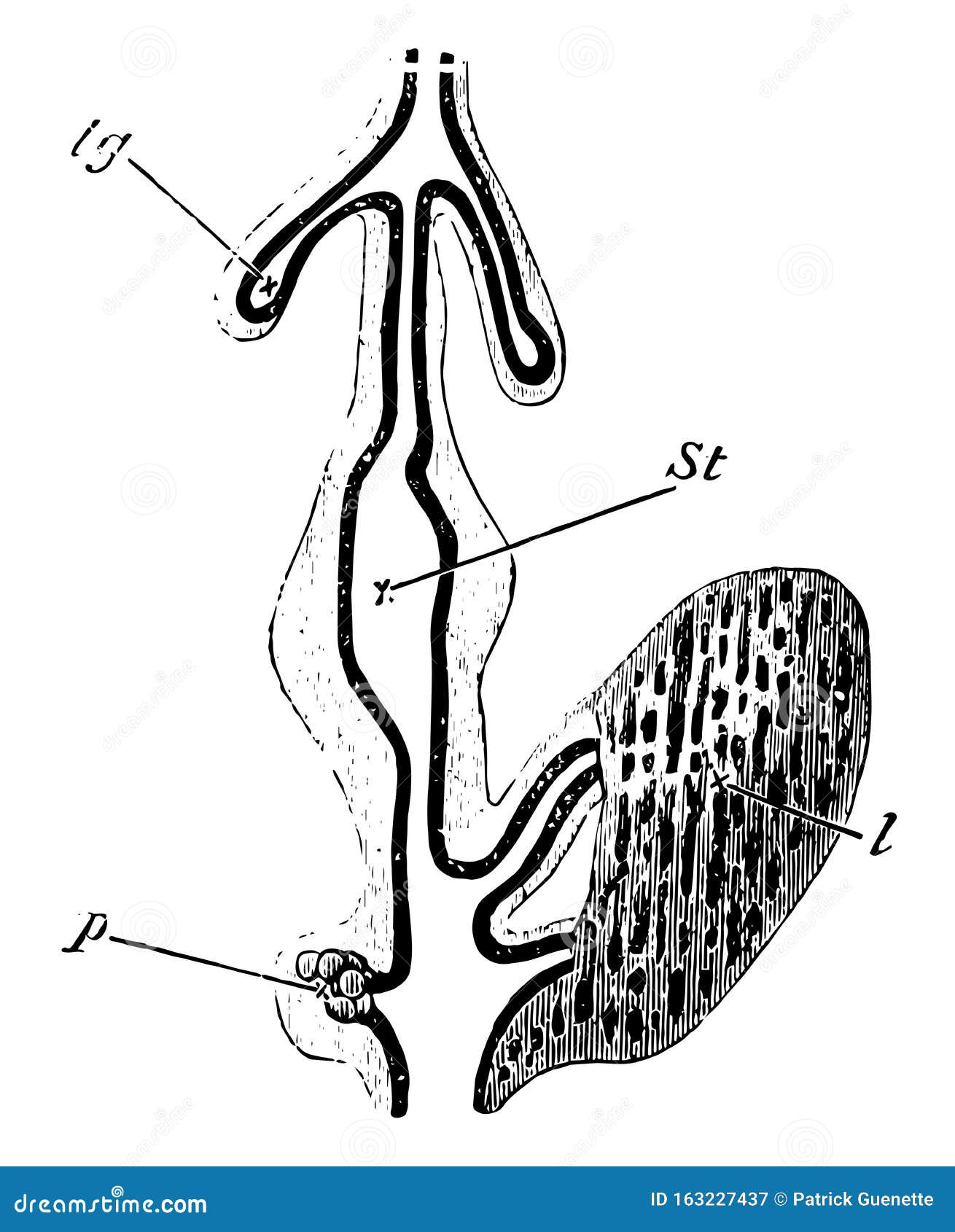 Diverticulum Cartoons, Illustrations & Vector Stock Images - 76 ...