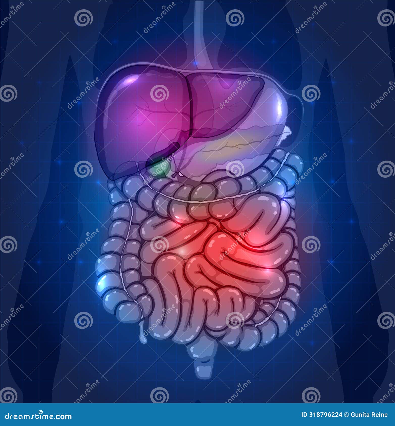 Digestive tract stock vector. Illustration of appendix - 318796224