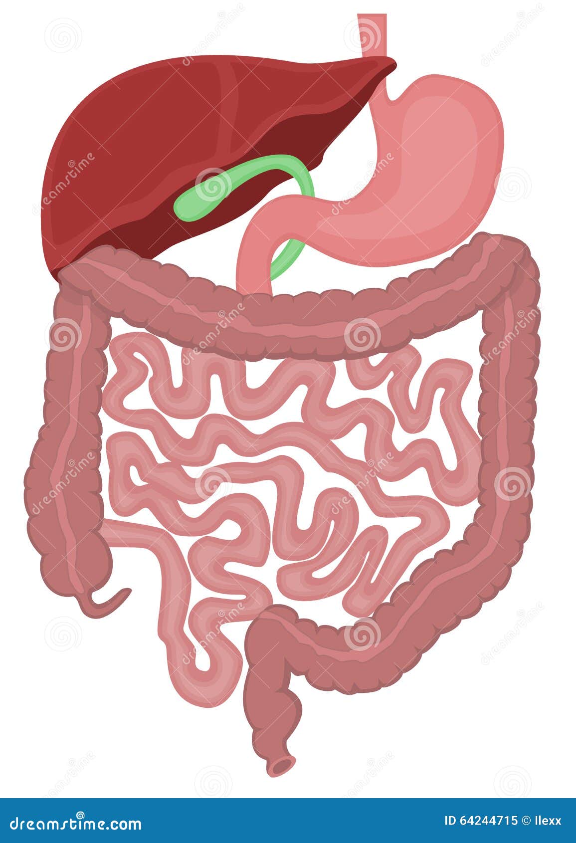 Digestive tract of a human stock vector. Illustration of appendix ...