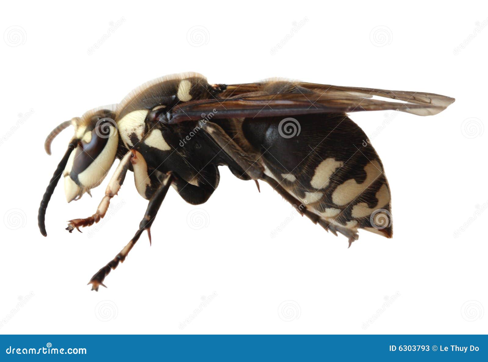 Digger Bee stock image. Image of wasp, white, wildlife - 6303793